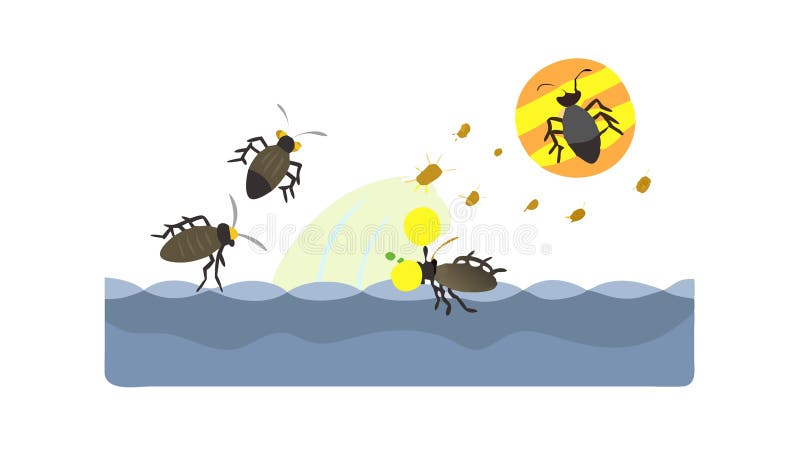 Water Insects, Aquatic Life, Pond Ecosystem Illustration. Vector Design ...