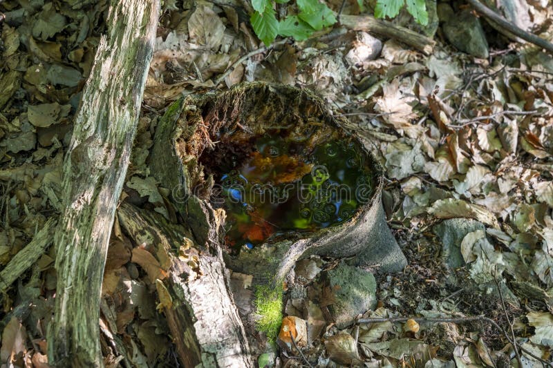 Water Inside the Decaying Tree Stump in the Forest Stock Image - Image ...