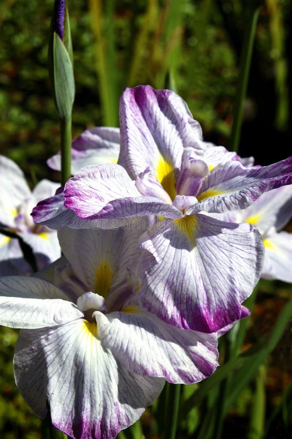 Water Iris stock photo. Image of lake, plant, garden, summer - 420068