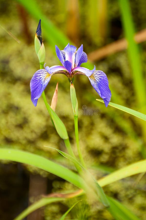Water Iris flower stock photo. Image of plant, iris, buds - 90935666
