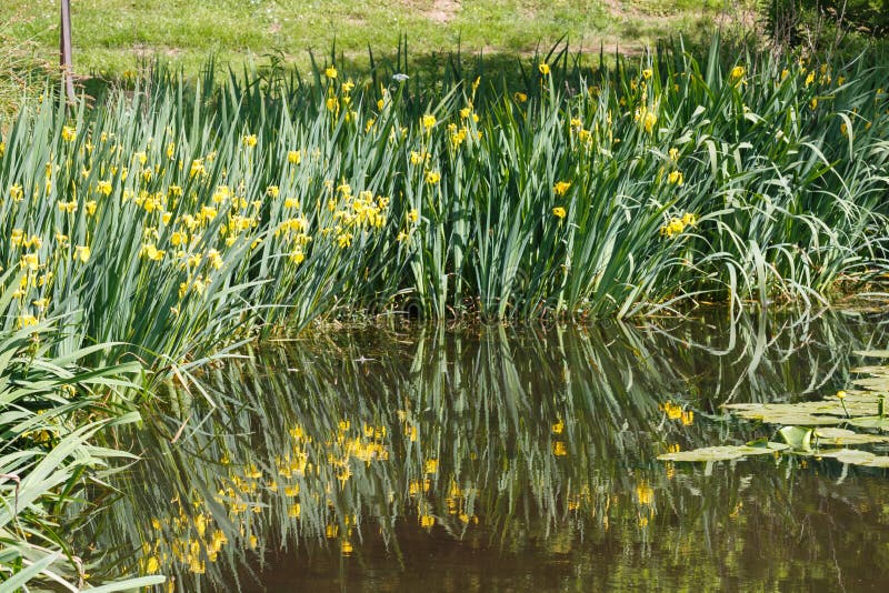 Water iris near a pond stock photo. Image of outdoor - 233382660