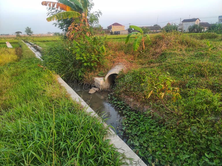 Water Irrigation Channels in Rice Fields Stock Image - Image of ...