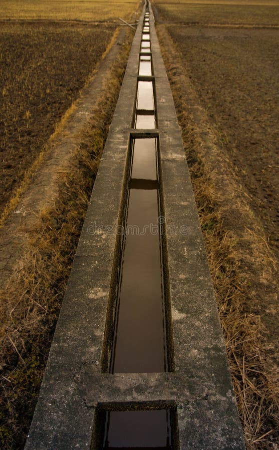 Water Irrigation in Paddy Field Stock Photo - Image of sekinchan ...