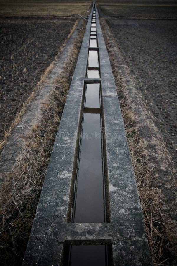 Water Irrigation in Paddy Field Stock Photo - Image of scenery ...