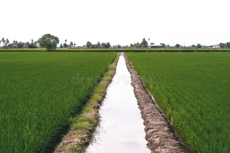 Water Irrigation at the Rice Paddy Field Stock Image - Image of paddy ...