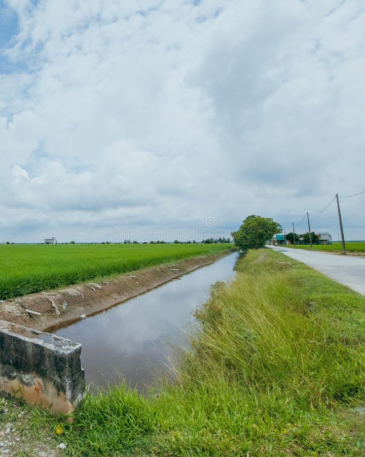 Water Irrigation at the Rice Paddy Field Stock Image - Image of cloud ...