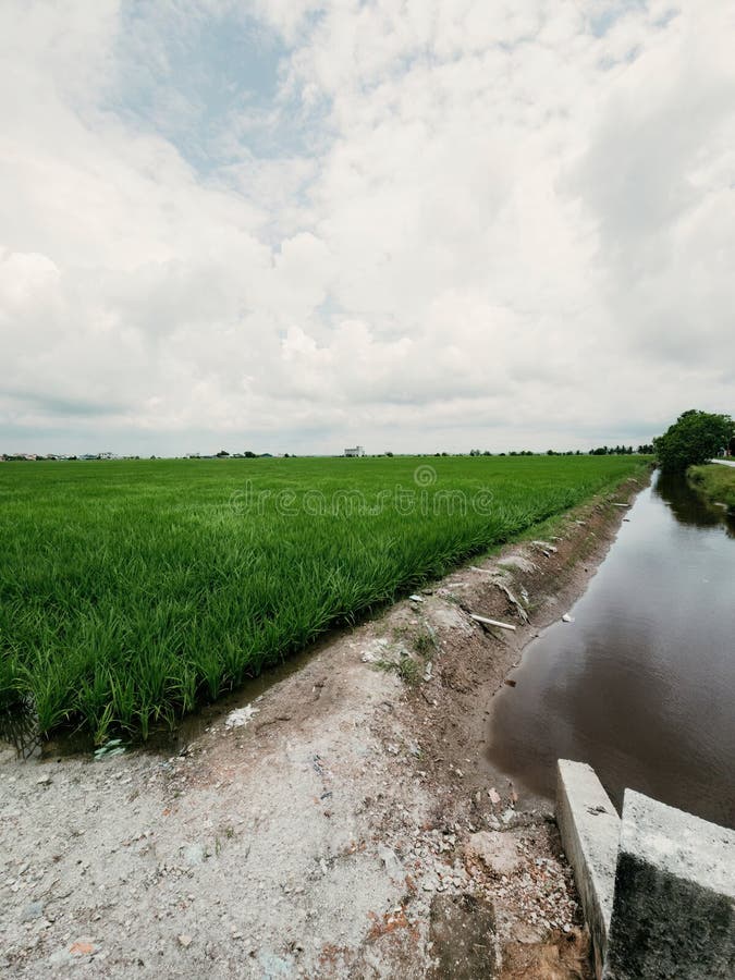 Water Irrigation at the Rice Paddy Field Stock Image - Image of paddy ...
