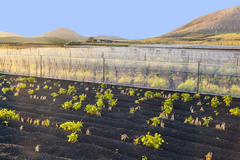Water Irrigation System on a Field Stock Image - Image of agriculture ...