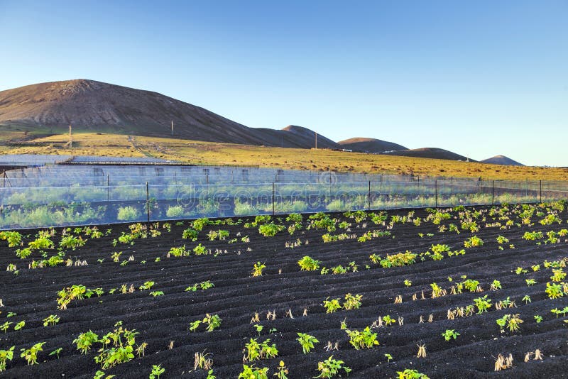 Water Irrigation System on a Field Stock Image - Image of agriculture ...