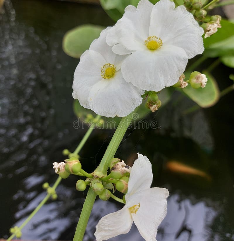 Water Jasmine is the Common Name for Wrightia Religiosa, the Variety ...