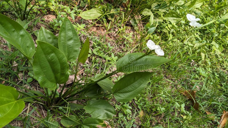 Water Jasmine Flowers Growing Next To the Rice Fields Stock Photo ...