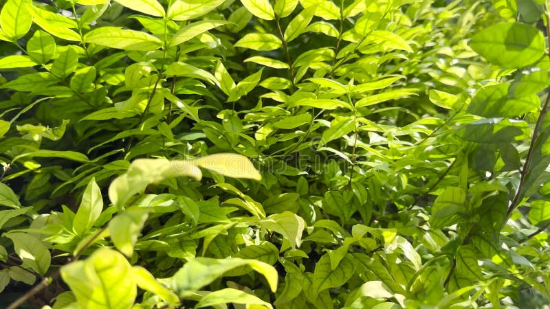Water Jasmine Plants or Wrightia Religiosa Benth in the Garden Stock ...