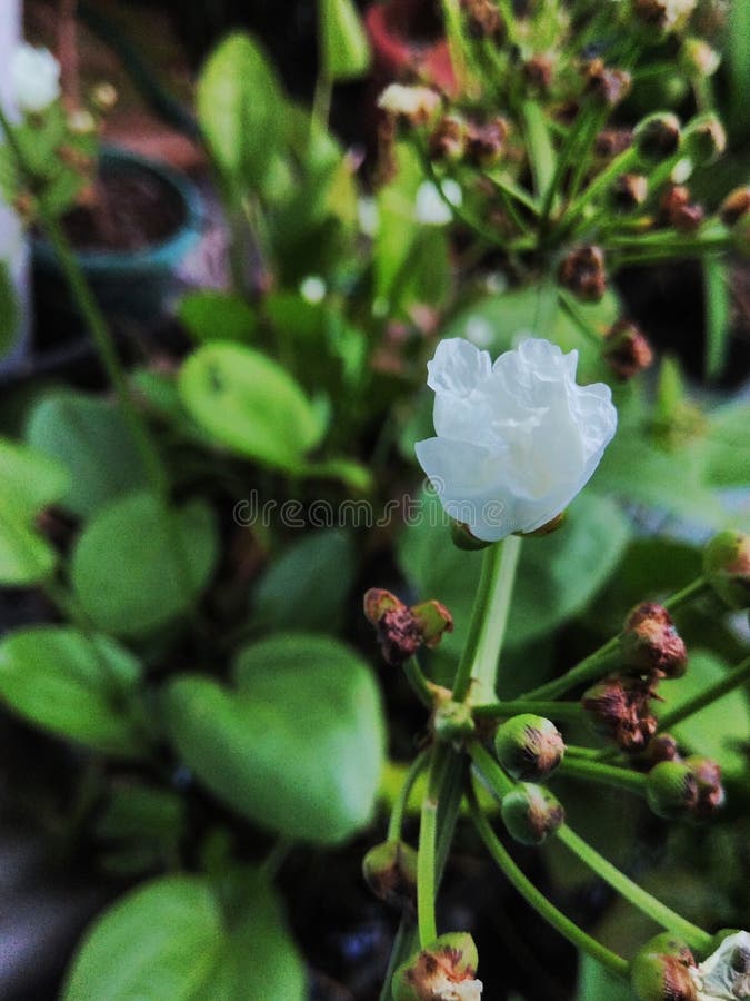 Water Jasmine Is The Common Name For Wrightia Religiosa, Stock Photo ...