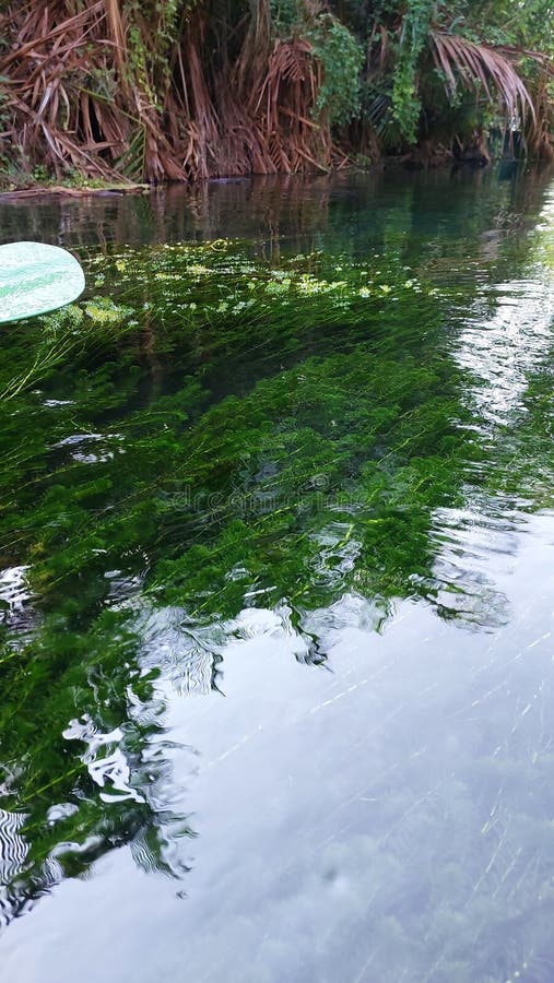 Water Kanoo Seagrass Plants Aquatic Stock Image - Image of seagrass ...