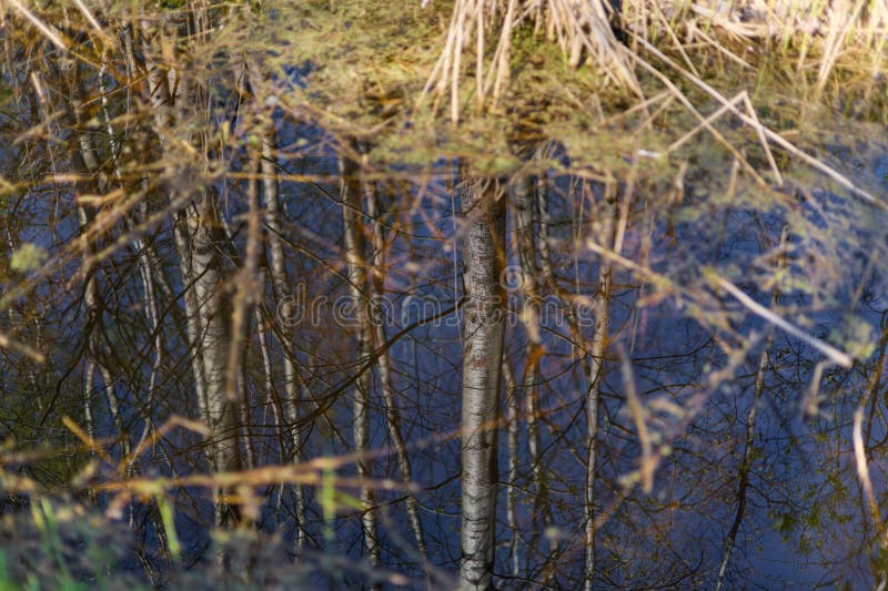 Water Lakes in a Spring Forest in Sunny Weather, Reflection of Trees on ...