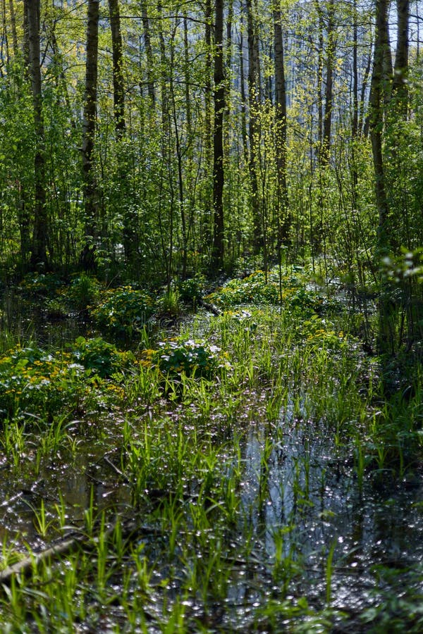 Water Lakes in a Spring Forest in Sunny Weather, Reflection of Trees on ...