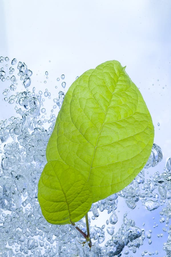 Water and leaf stock photo. Image of droplets, cocepts - 10886718