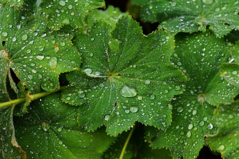 Water, Leaf, Dew, Drop stock photo. Image of drop, moisture - 100627682