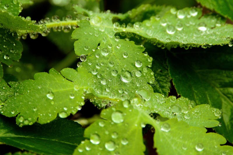 Water, Dew, Leaf, Drop Picture. Image: 113241449