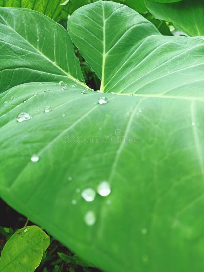 Green leaf glosbe stock photo. Image of tree, glosbe - 241023806