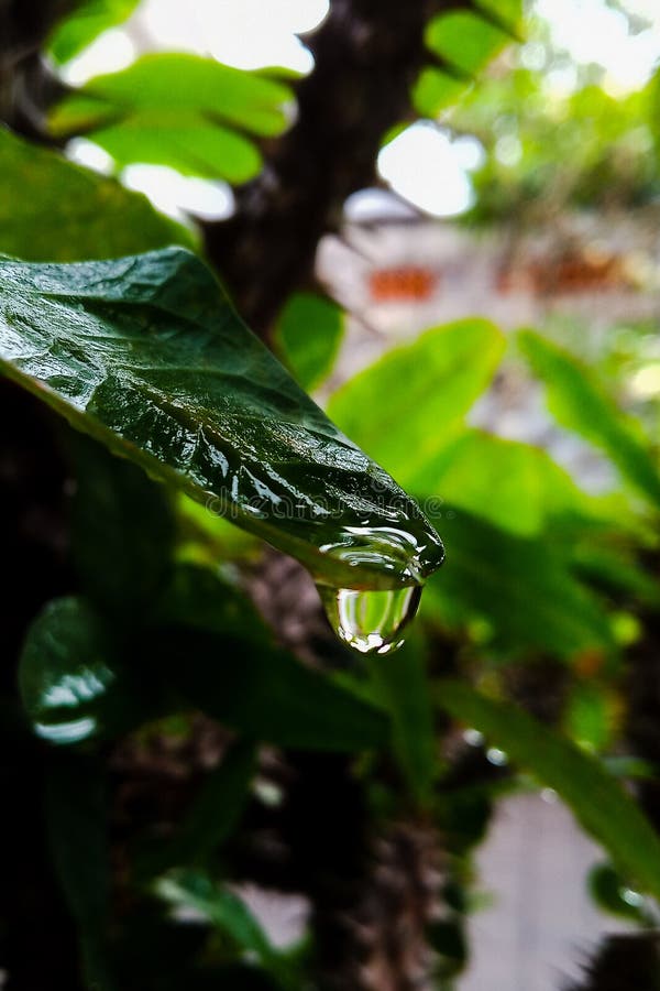 Water on the leaf stock image. Image of leaf, drip, water - 206845095