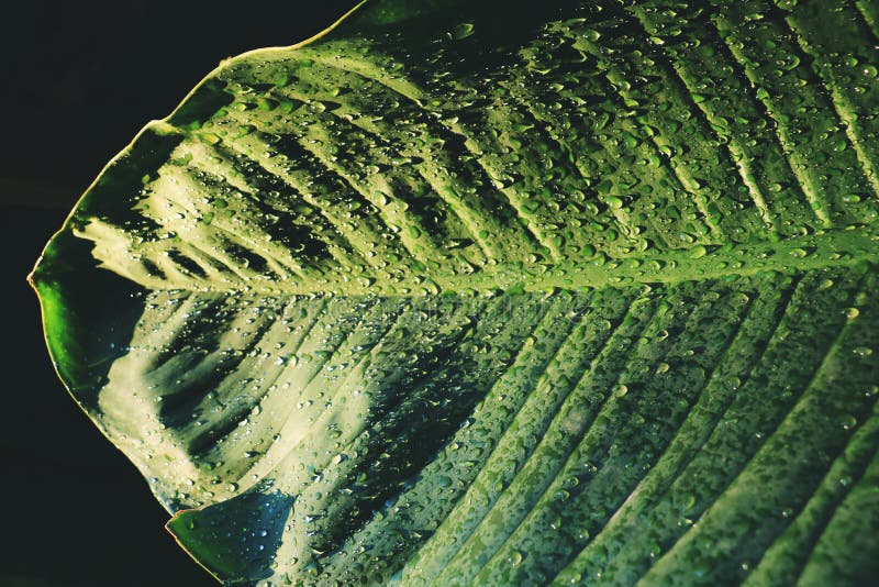 Water on leave. stock photo. Image of growth, grass, life - 91032378