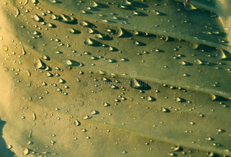 Water on leave. stock photo. Image of clean, grass, leaf - 91032390