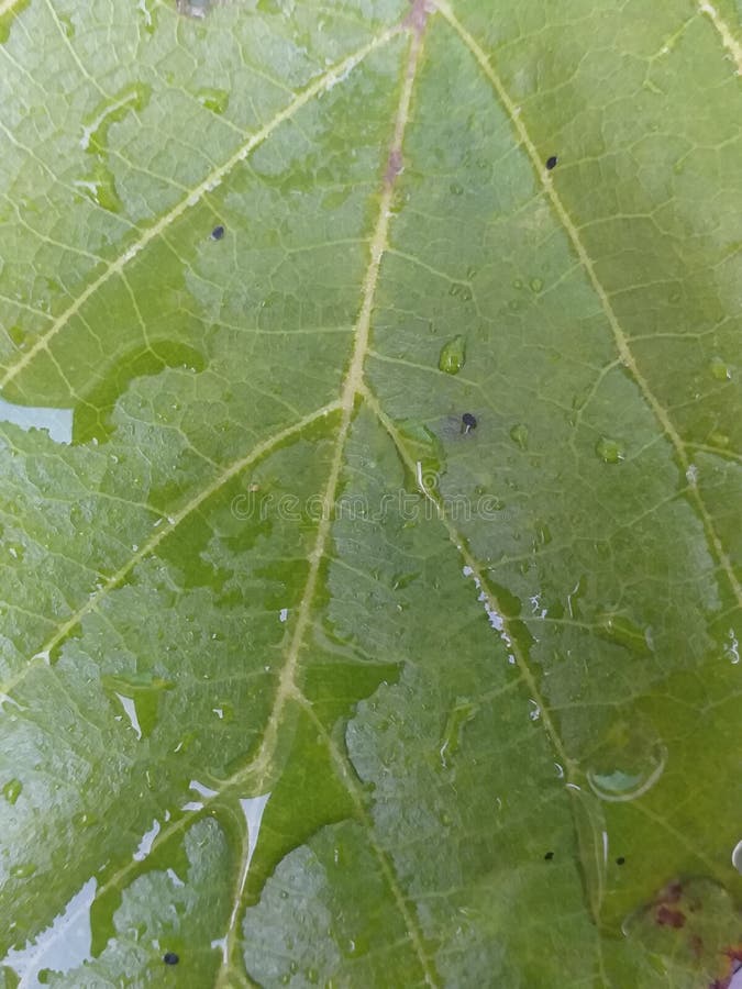 Water leave stock photo. Image of good, water, leave - 135567116