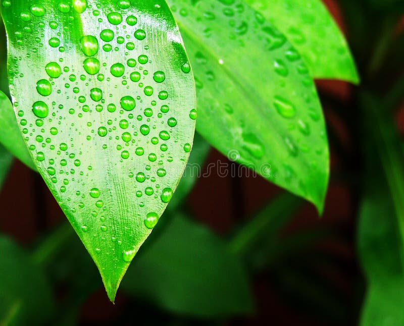 Water on leaves stock image. Image of moist, drops, green - 11166129