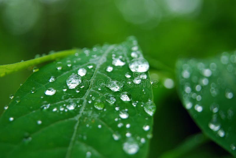 Water on leaves stock image. Image of woods, droplets - 5453895