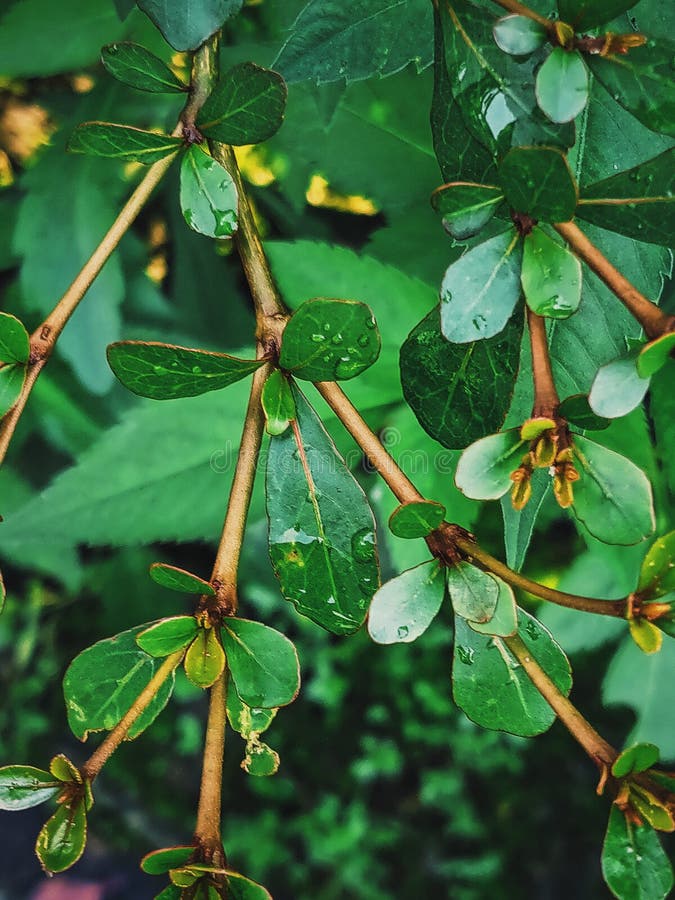 Water on the leaves stock image. Image of shrub, garden - 264394393