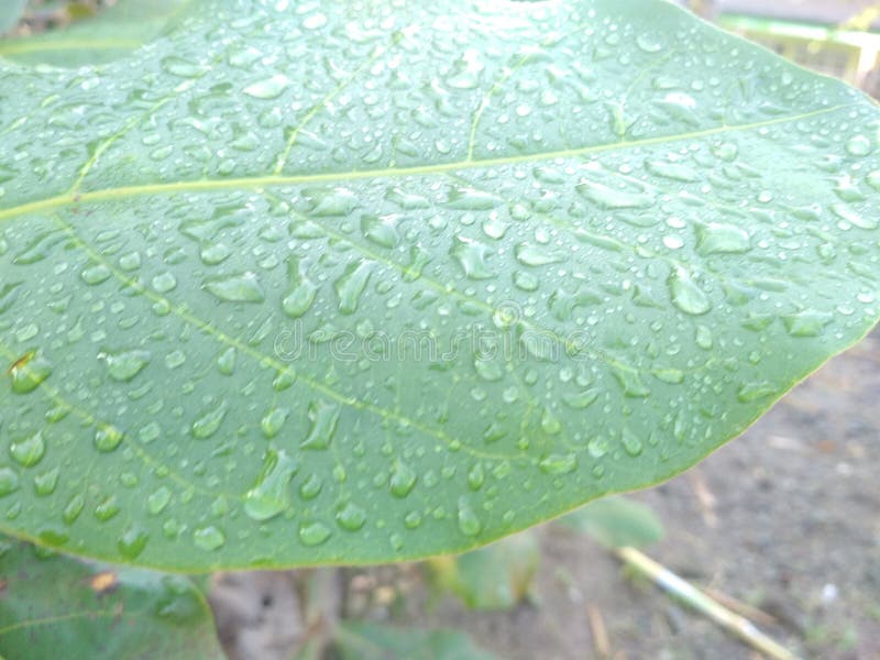 Water on the Leaves after Rain Stock Image - Image of leaves, leaf ...
