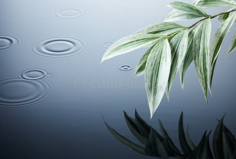 Plants on Water with Ripples Stock Image - Image of rain, liquid: 7478275