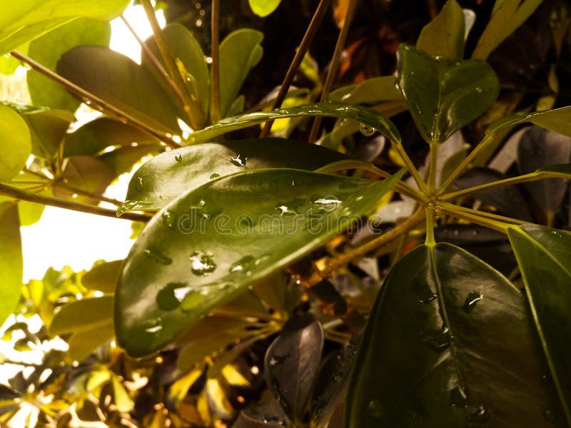 Water on Leaves stock photo. Image of leaves, water - 165737790