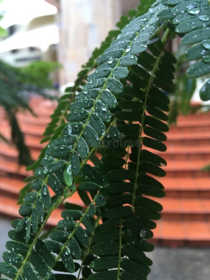 Water dripping stock image. Image of leaves, houseplant - 102662365