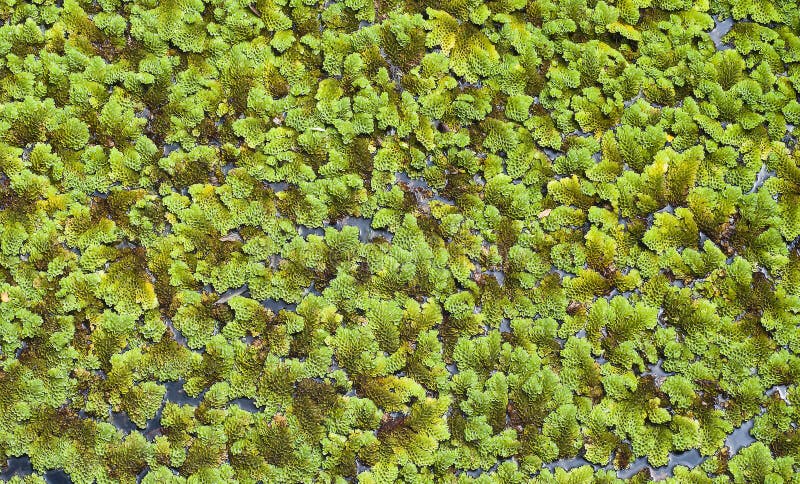 Water lettuce. stock image. Image of exotic, environment - 25398741