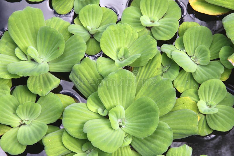Water Lettuce stock image. Image of abstract, pond, texture - 28728981