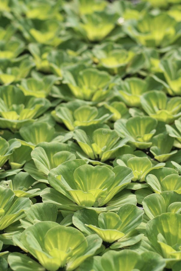 Water Lettuce Growth Closeup Background Stock Photo - Image of ...