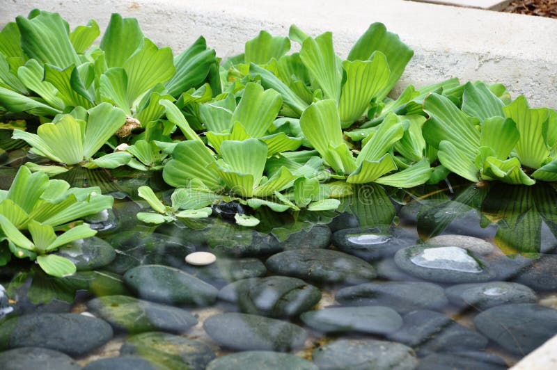 Water Lettuce (Pistia Stratoides) Stock Photo - Image of stone, nature ...