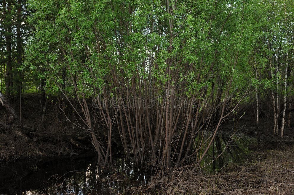 Water level mark stock image. Image of high, outdoor - 145332015