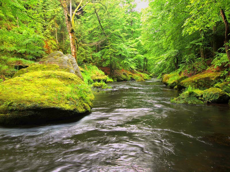 Water Level Under Fresh Green Trees at Mountain River. Stock Photo ...