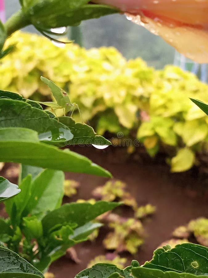 Water of Life for All Creatures Stock Photo - Image of water, creatures ...