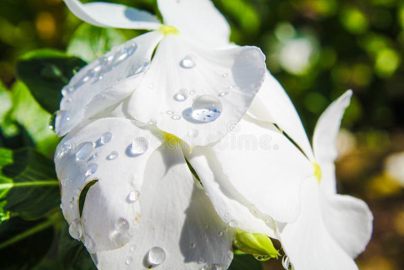 The WATER of LIFE DRIPS stock photo. Image of water - 228441922