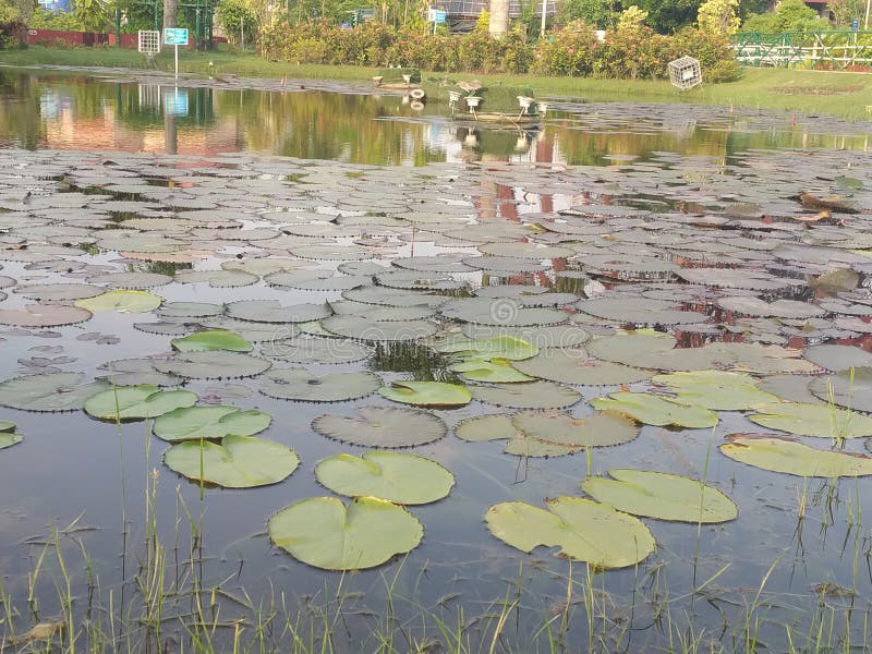 Water life stock photo. Image of water, fishpond, marsh - 179931096
