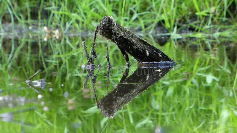 Water life stock video footage. Video of lake, people - 37055837