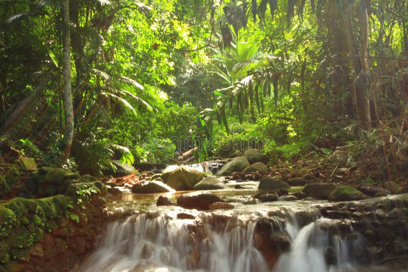 Water of life stock photo. Image of creek, biome, tributary - 95313380