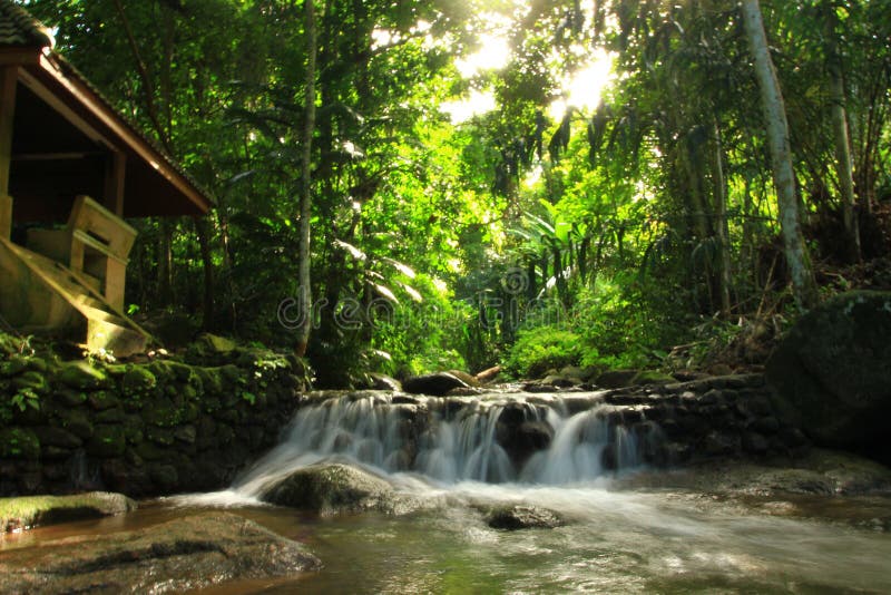 Water of life stock image. Image of arecales, jungle - 95313389