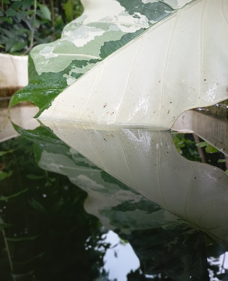 Water Like a Beautiful Mirror Stock Image - Image of water, beautiful ...