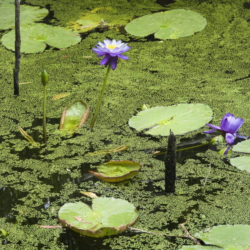 Water Lilies at Yellow Waters Kakadu National Park Australia. Stock ...