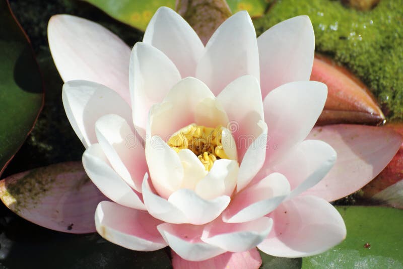 Water lilies stock image. Image of beautiful, bloom, foliage - 92792785